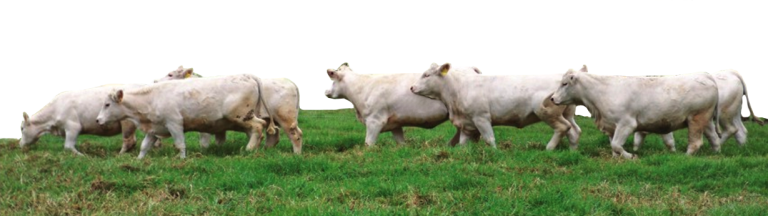 Asocharolaise – Asociación Colombiana de Criadores de Ganado Charolais, Charbray y sus Cruces